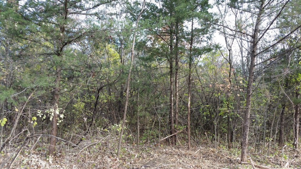 Easter Lake Woodland & Streambank Restoration Project – Easter Lake ...